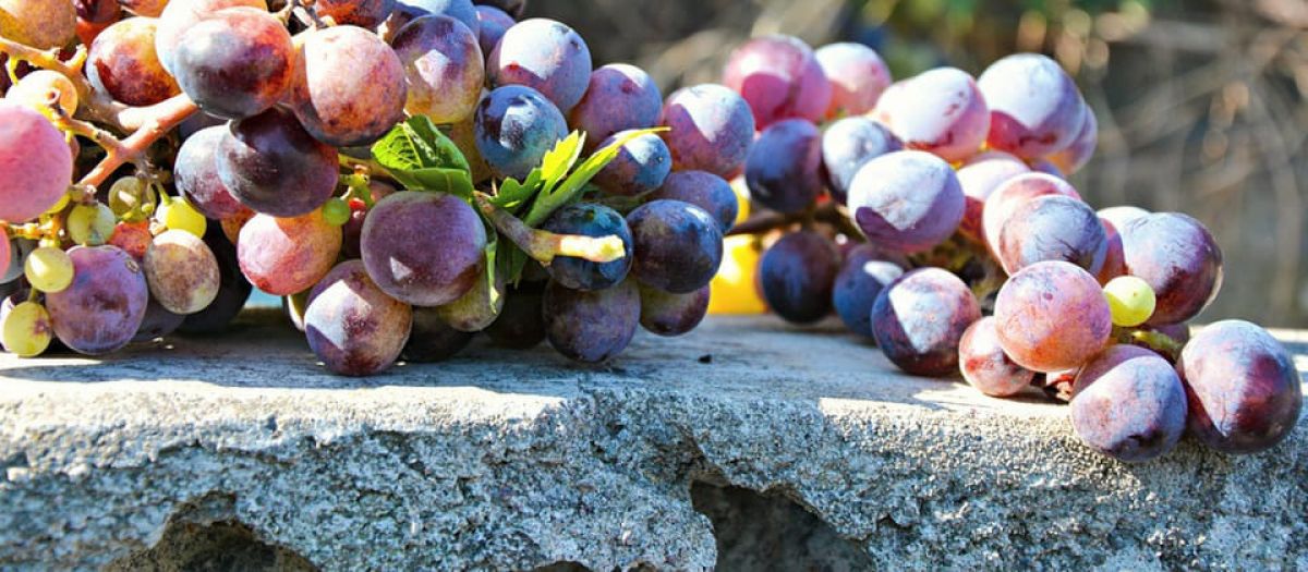 The Most Popular Types of Red Wine Grapes